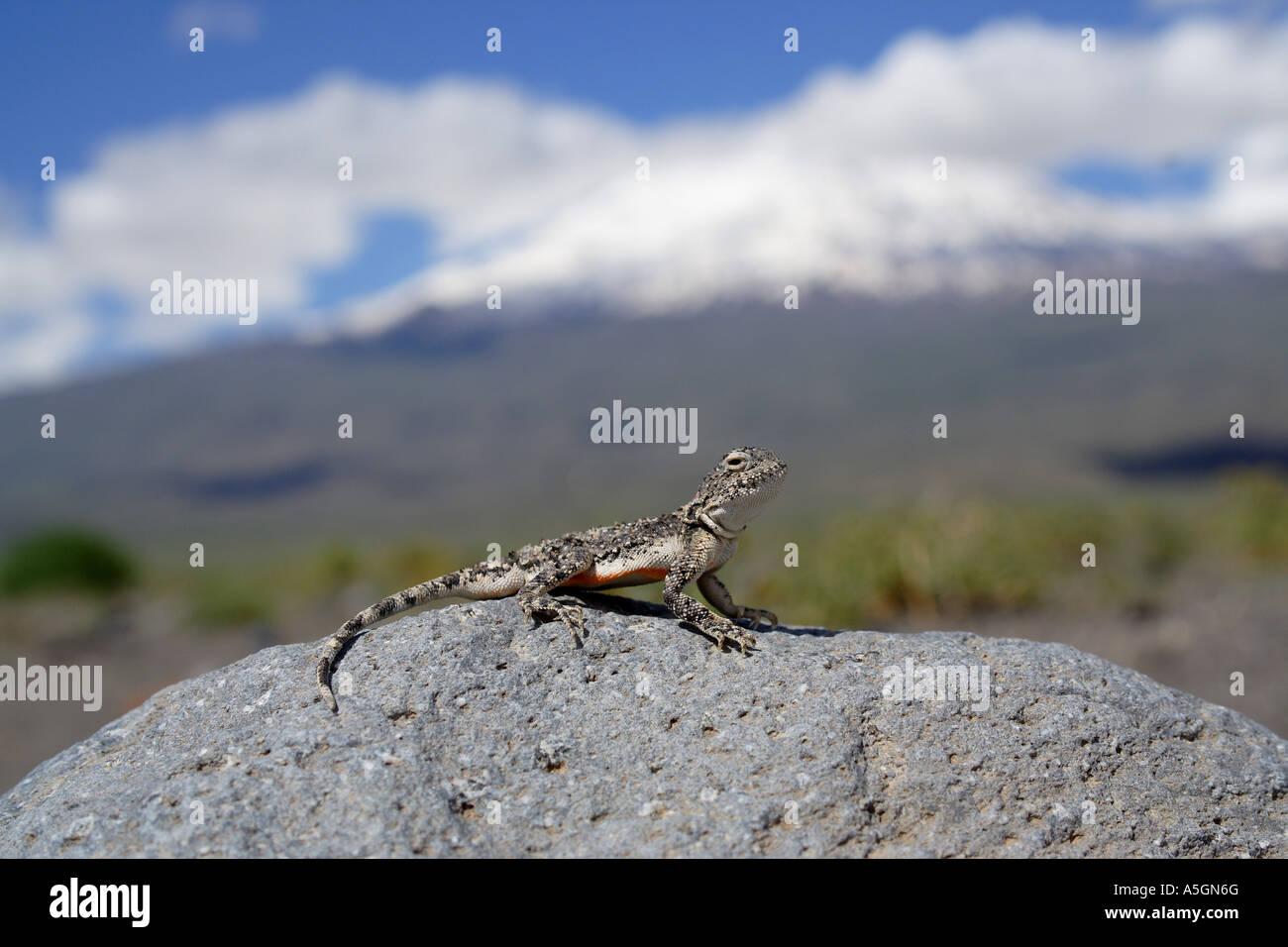 sunwatcher toadhead agama, Toad-headed Lizard (Phrynocephalus ...