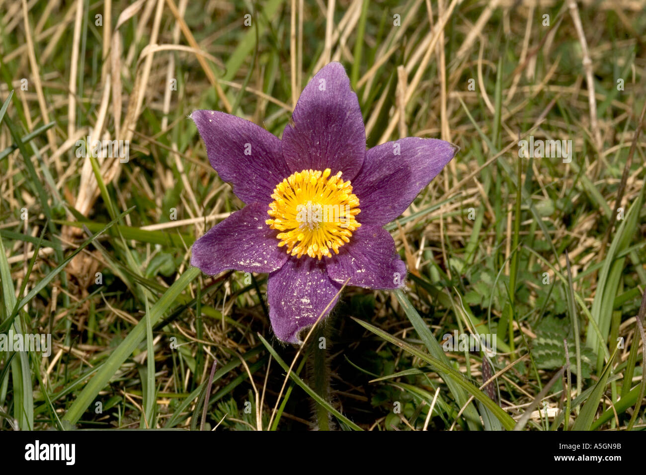Fossebridge hi-res stock photography and images - Alamy