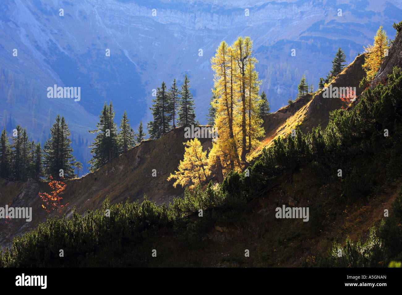 common larch, European larch (Larix decidua), autumn in Karwendel ...
