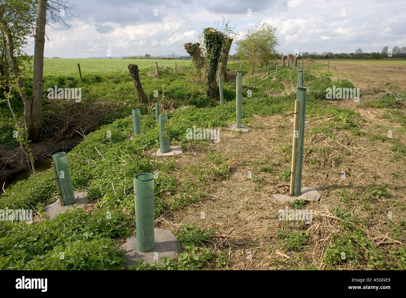 Native river cheltenham hi-res stock photography and images - Alamy