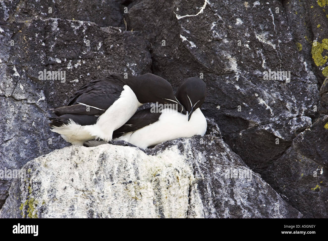 Razorbill couple hi-res stock photography and images - Alamy