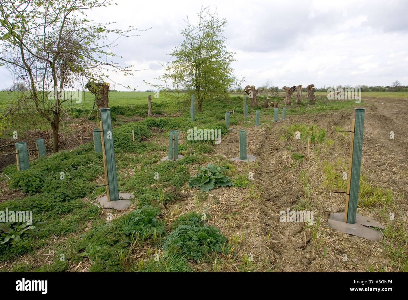 Native river cheltenham hi-res stock photography and images - Alamy