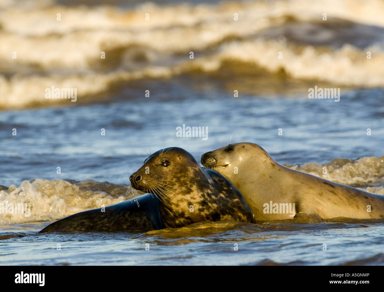 Two seals playing together hi-res stock photography and images - Alamy