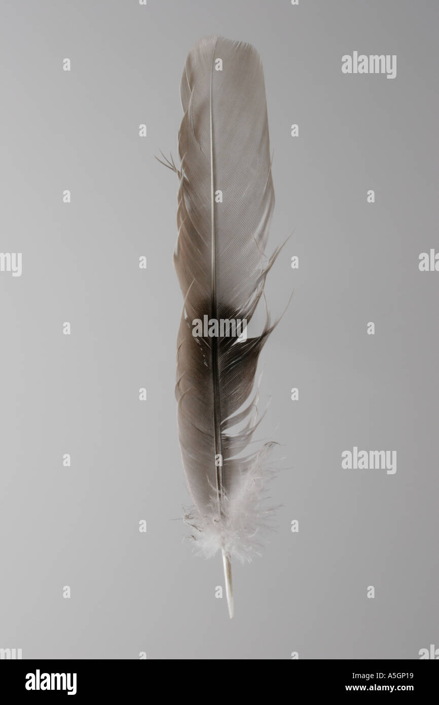 close up colour image of a single feather shot in detail and taken in ...