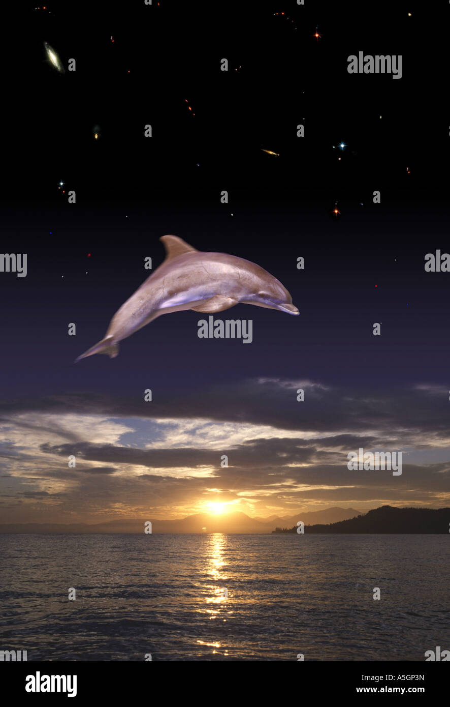 Flying Dolphin at sunset Stock Photo - Alamy