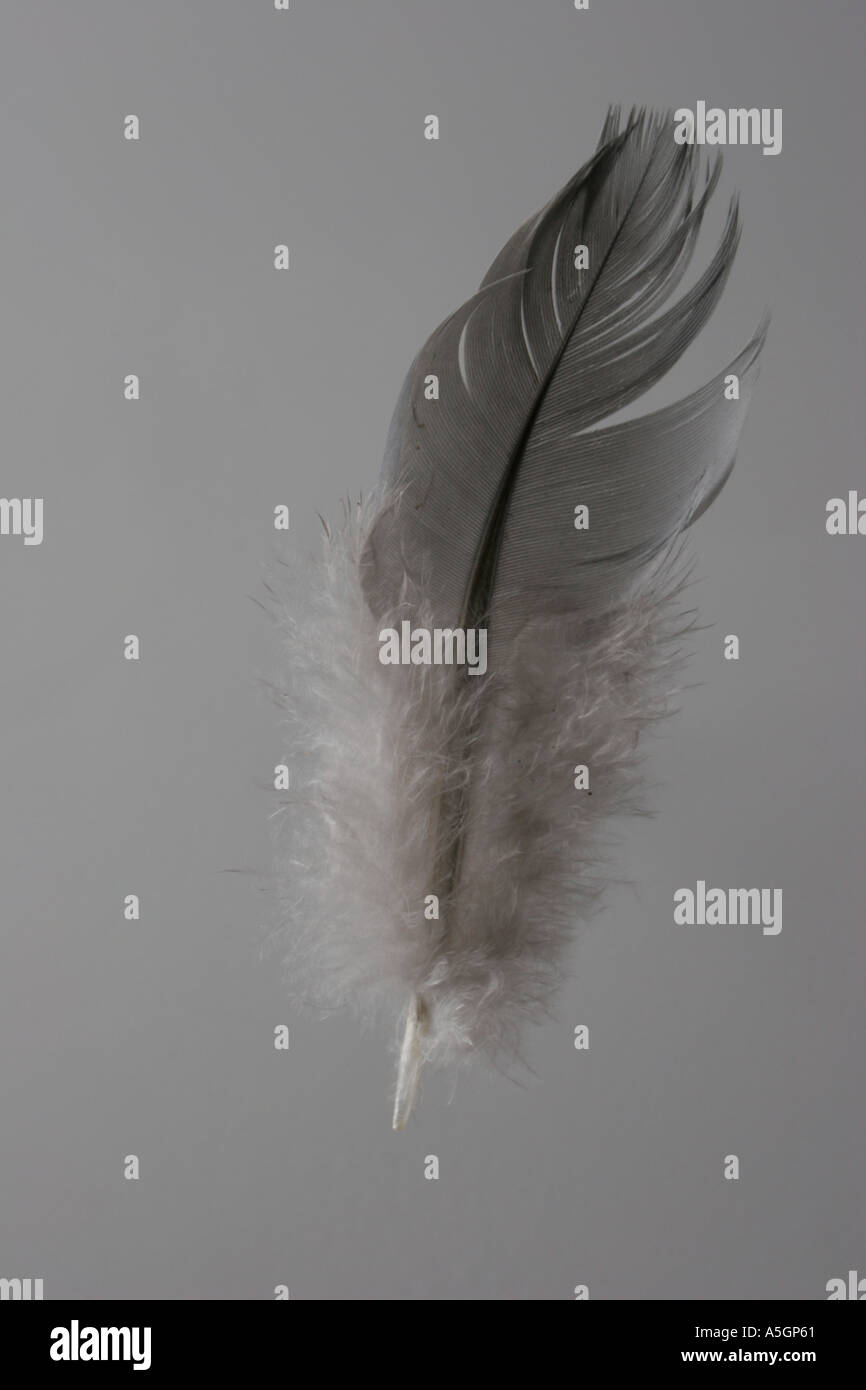 close up colour image of a single feather shot in detail and taken in ...