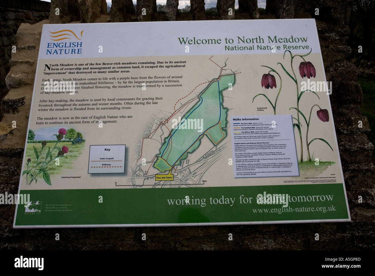 SSSI signboard for North Meadow National Nature Reserve fritillary ...