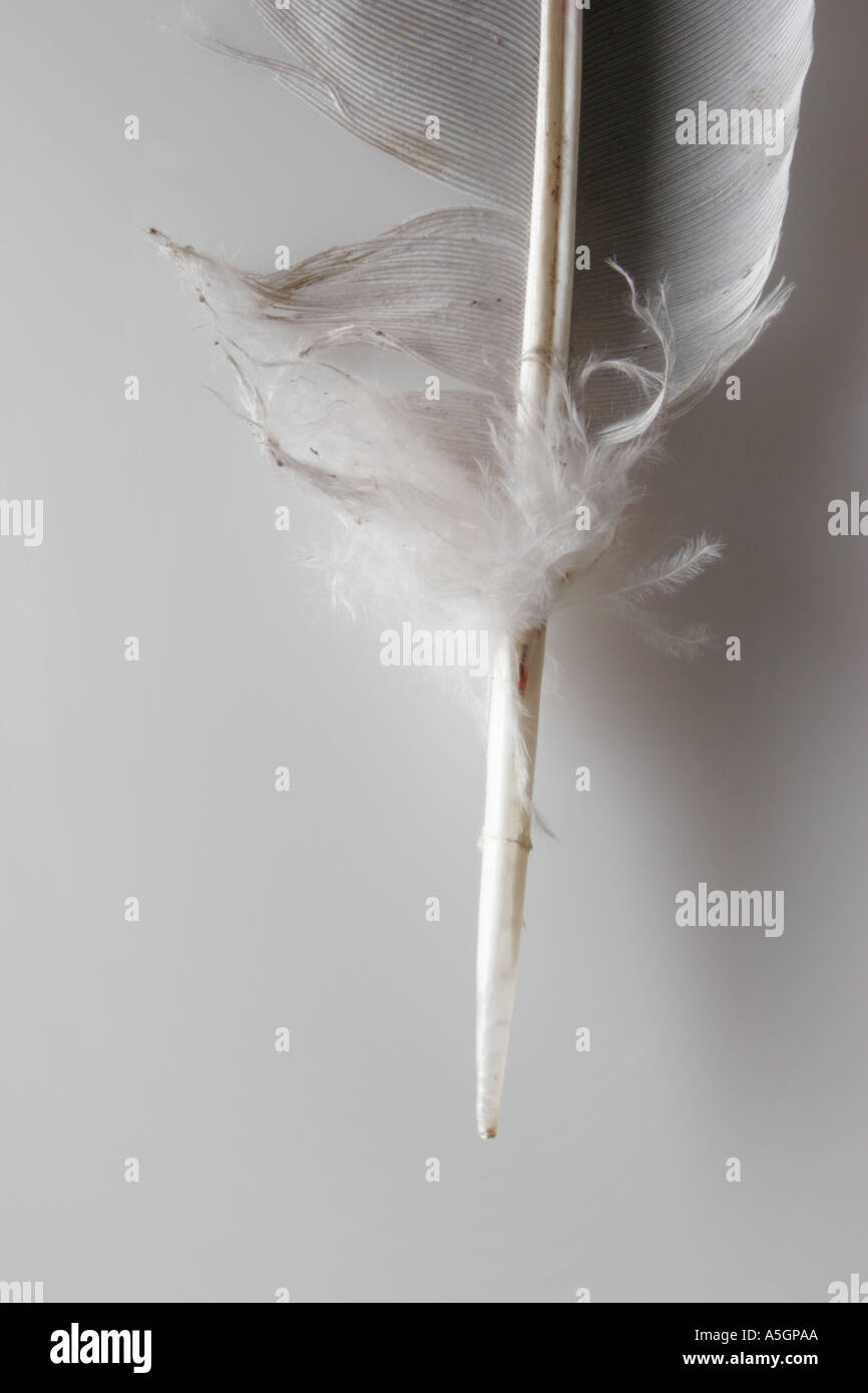 Back feather detail hi-res stock photography and images - Alamy