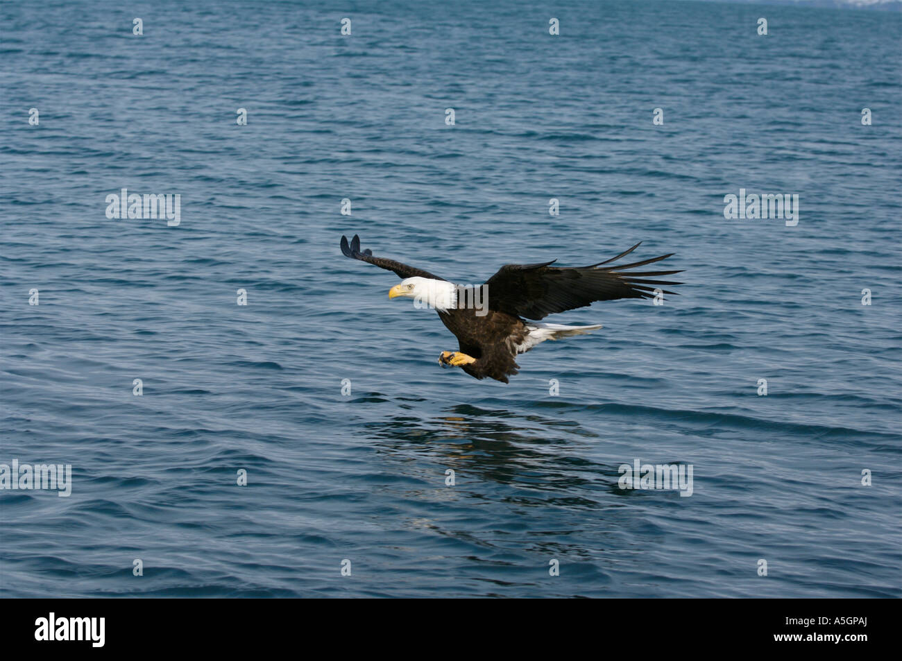 Bald Eagle, Alaska´s Coast Stock Photo - Alamy