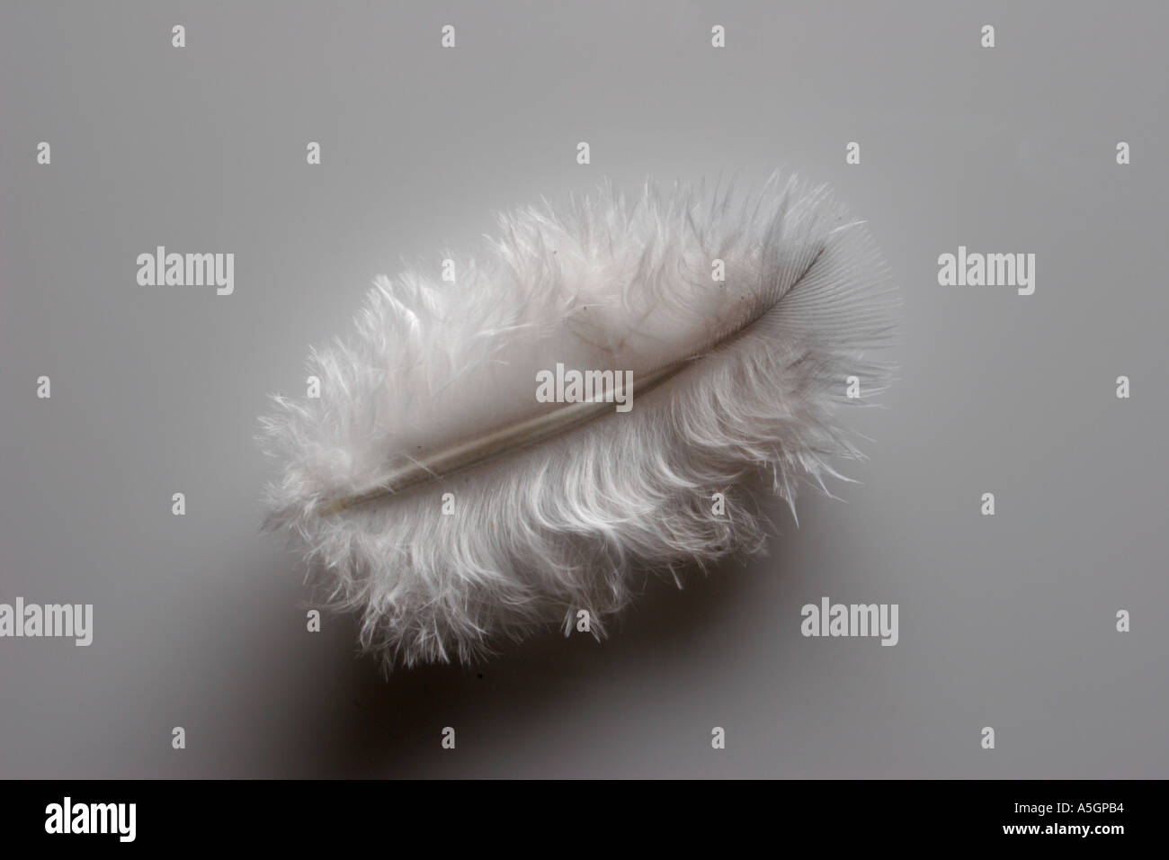 close up colour image of a single feather shot in detail and taken in ...