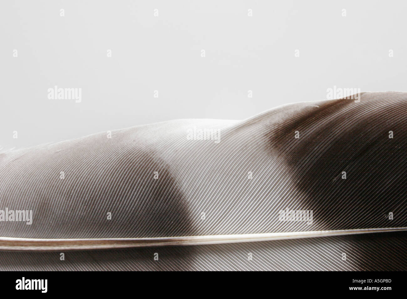 Unique feather texture hi-res stock photography and images - Alamy