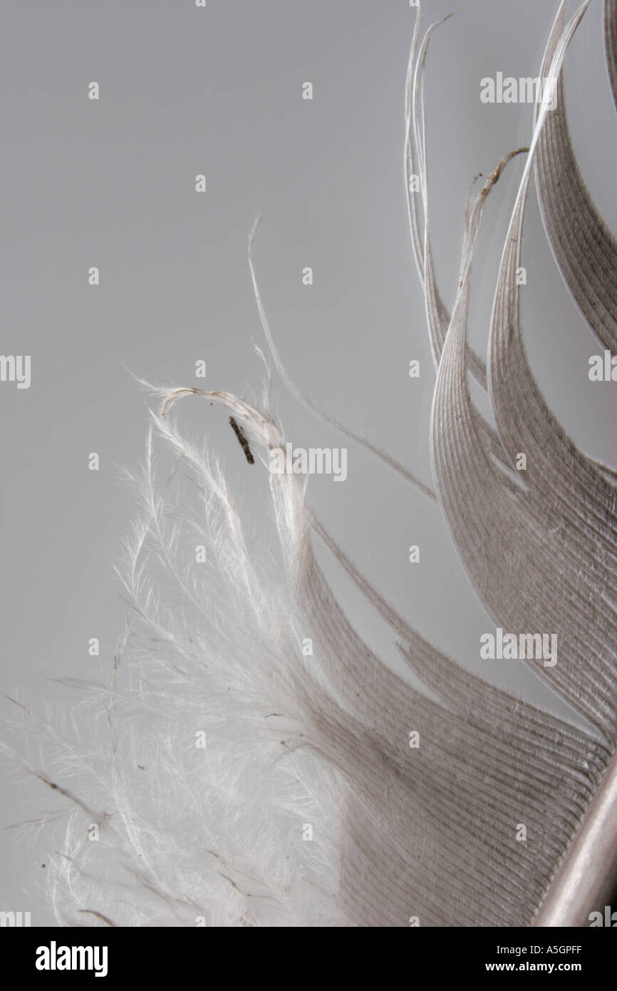close up image of feather shot in detail Stock Photo - Alamy