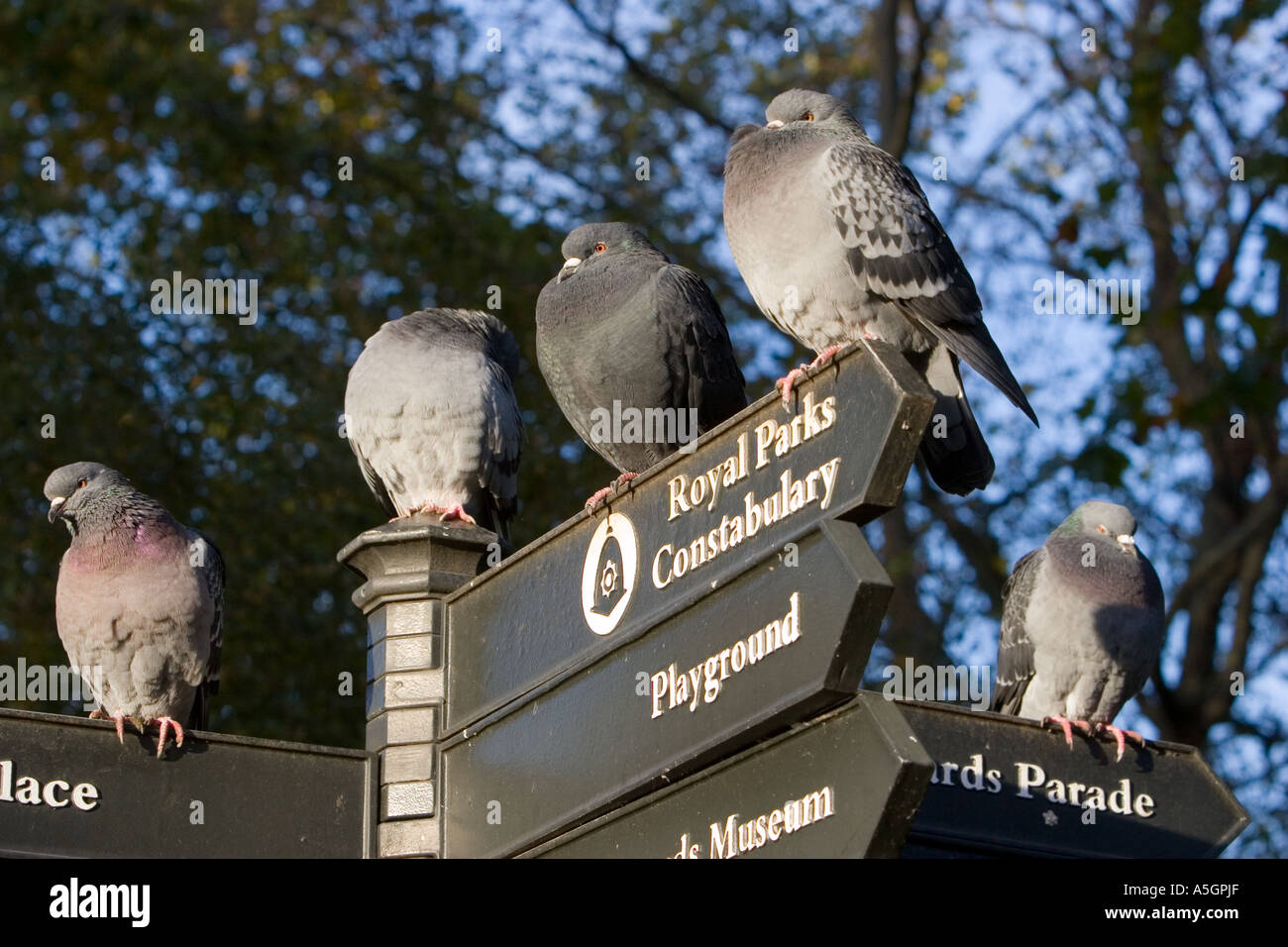Pigeons perched on direction signs in a Royal Park in London Stock ...