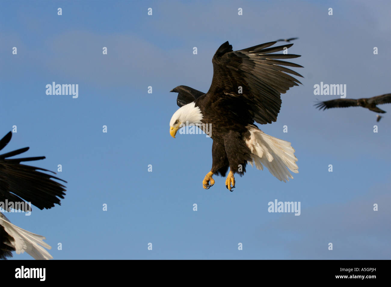 Bald Eagle, Homer, Alaskan Coast Stock Photo - Alamy