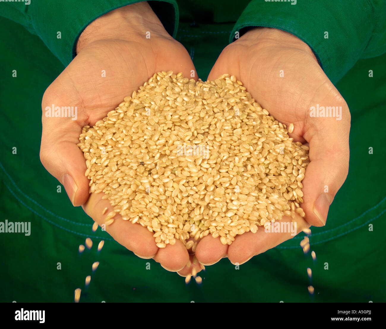 MAN HOLDING WHEAT GRAINS Stock Photo - Alamy