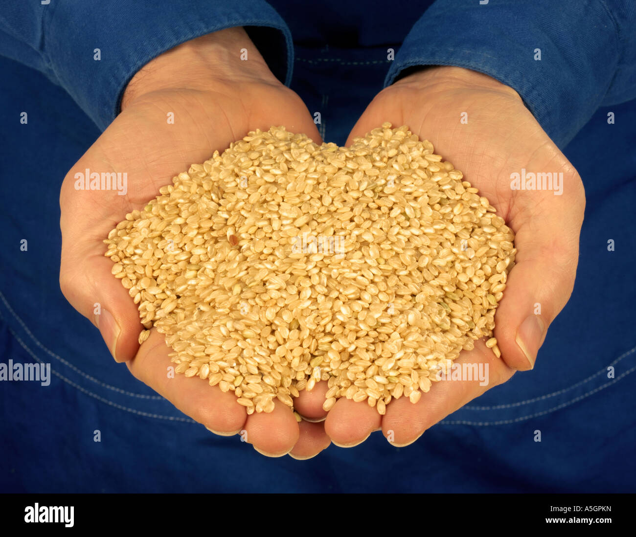MAN HOLDING WHEAT GRAINS Stock Photo - Alamy