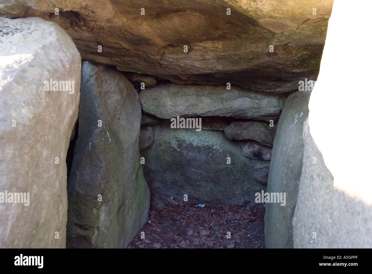 Neolithic Horse High Resolution Stock Photography and Images - Alamy