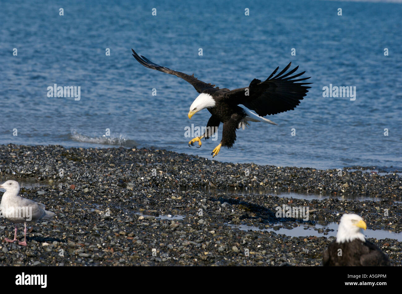 Bald Eagle, Alaska´s Coast Stock Photo - Alamy