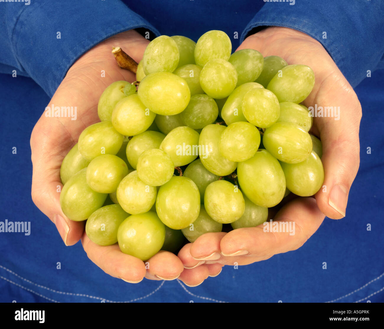 MAN HOLDING BUNCH OF GREEN GRAPES Stock Photo - Alamy