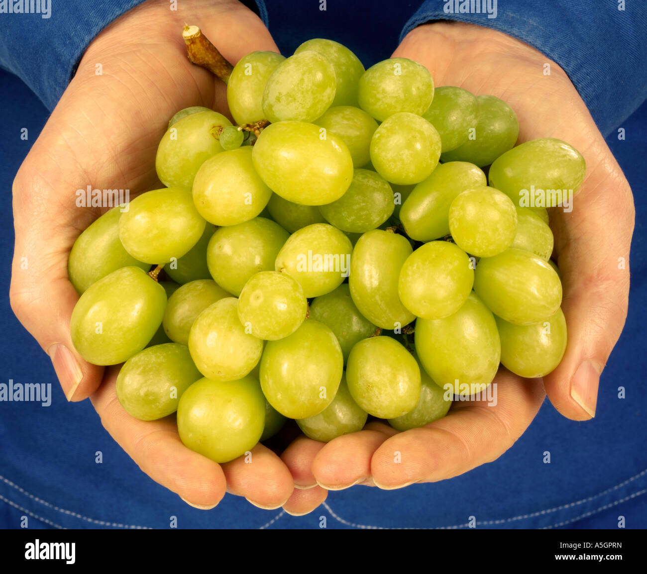 Man holding bunch of grapes hi-res stock photography and images - Alamy