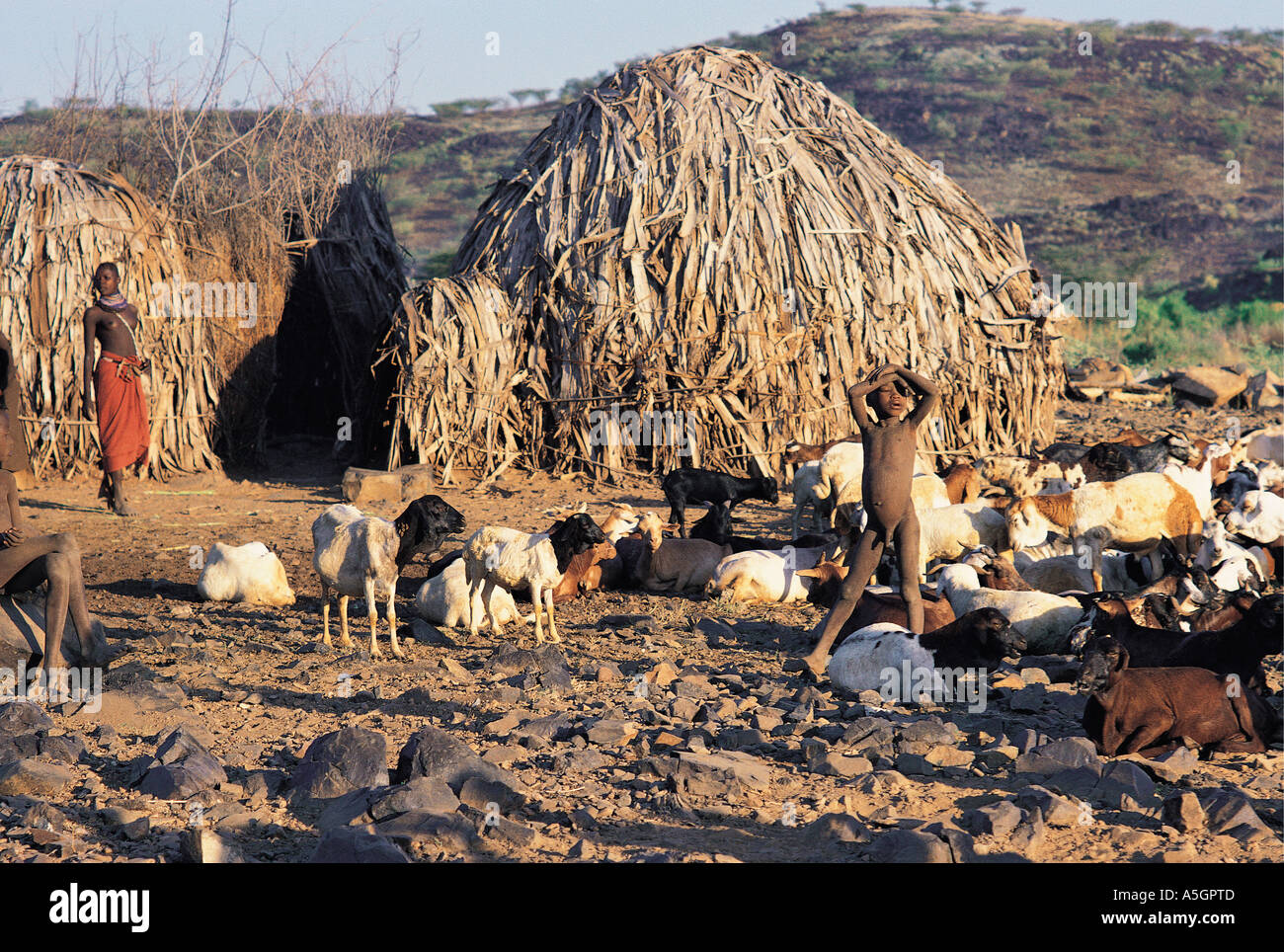 Typical grass and reed houses in a Turkana settlement Lokori northern ...
