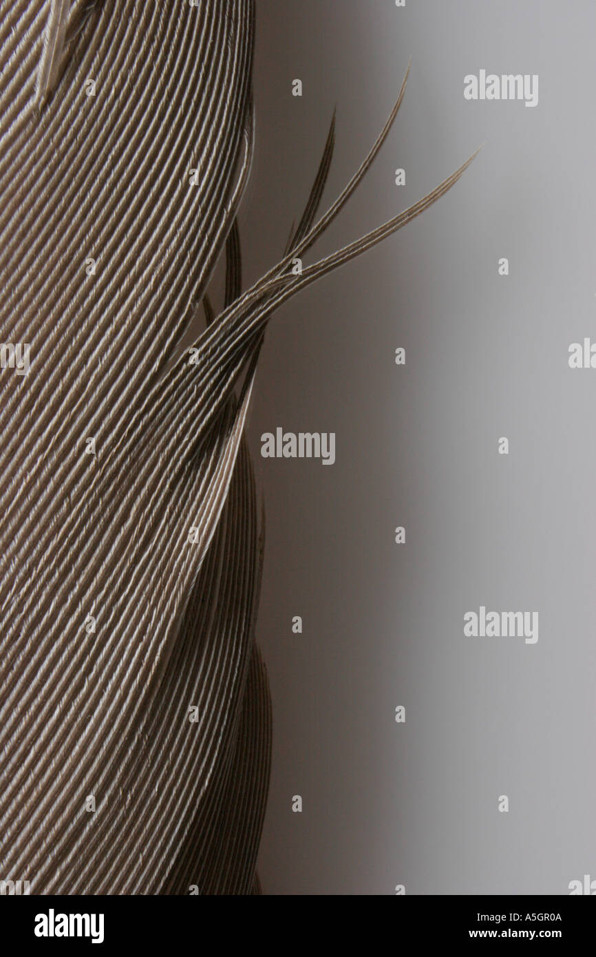 Color feather photograph object hi-res stock photography and images - Alamy