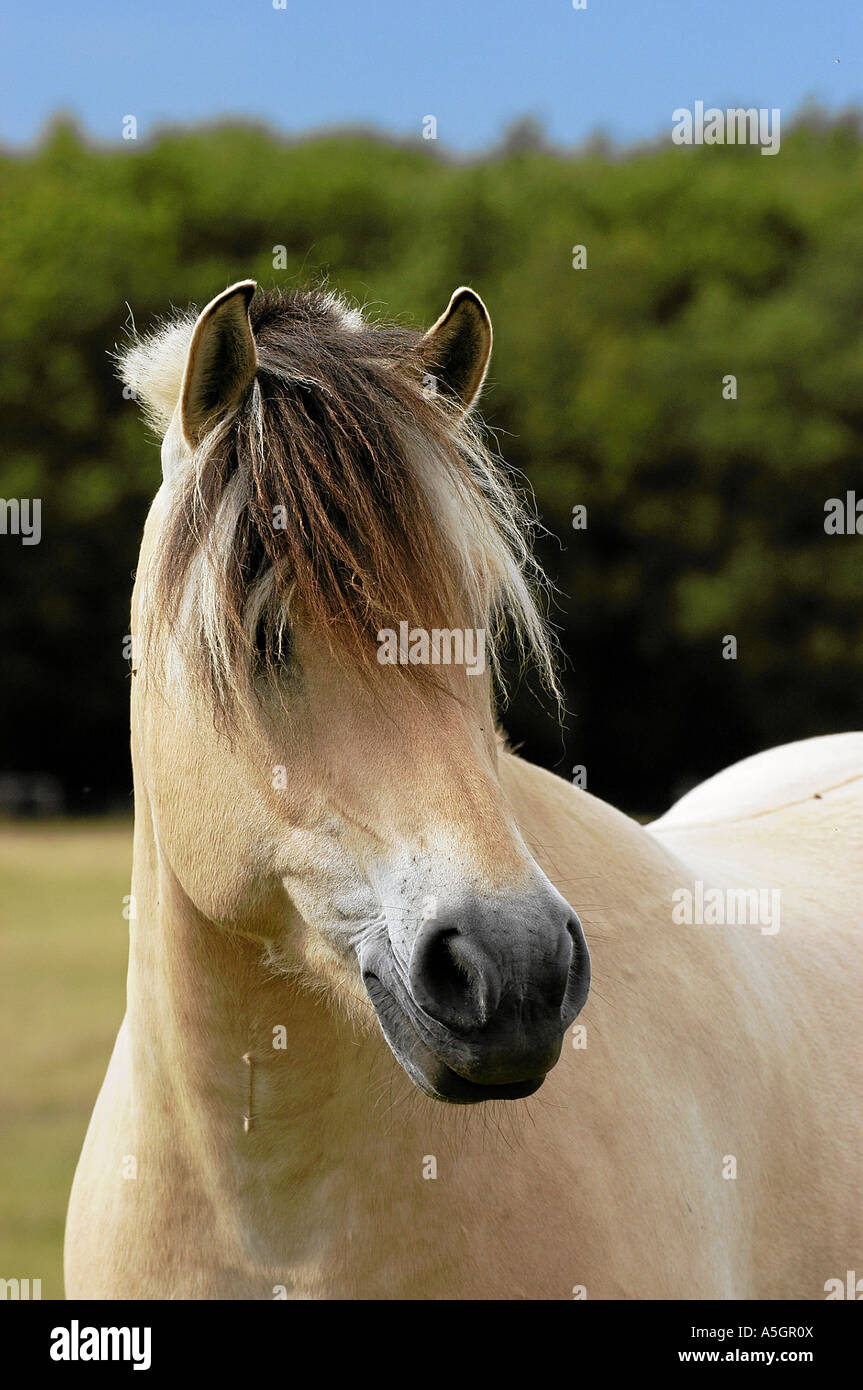 Norweger Fjordpferd Norwegian Fjord Horse Stock Photo - Alamy