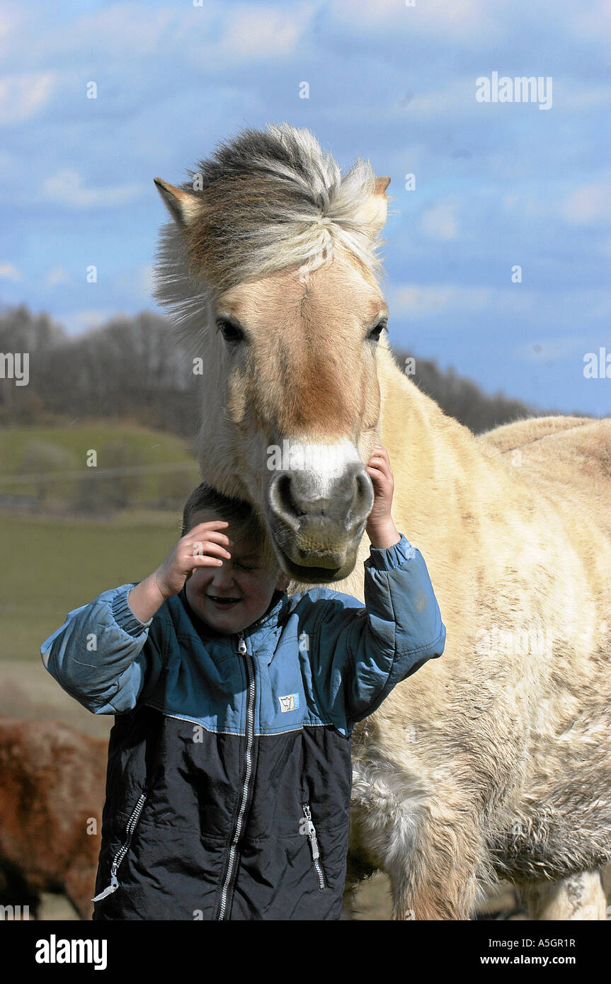 Norweger Fjordpferd Norwegian Fjord Horse Stock Photo - Alamy