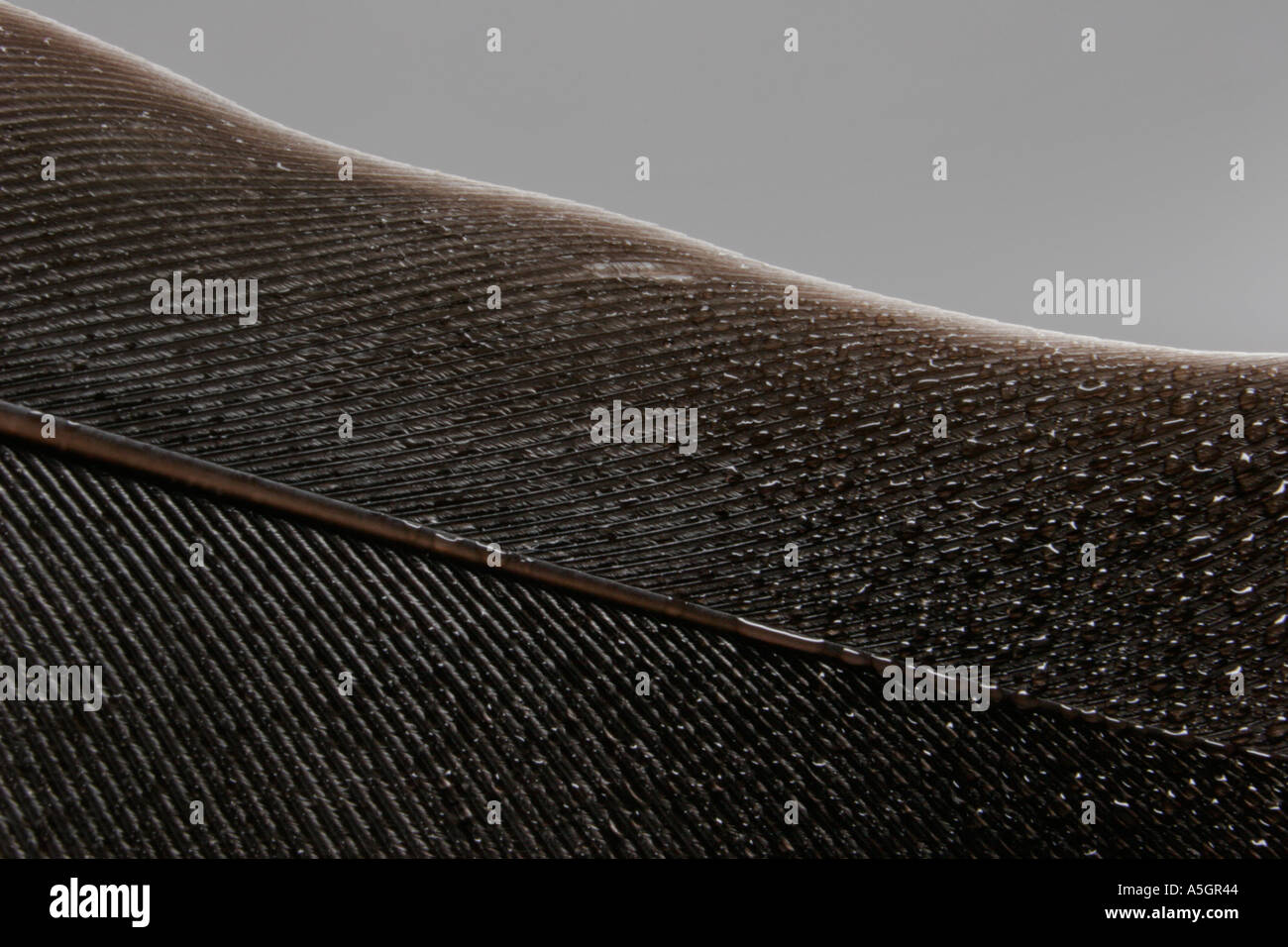 close up image of feather shot in detail Stock Photo - Alamy