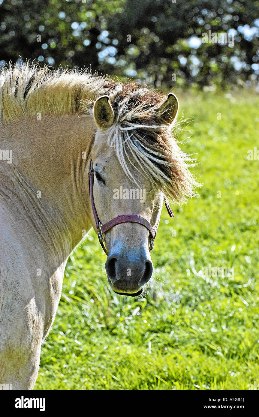 Norweger Fjordpferd Norwegian Fjord Horse Stock Photo - Alamy