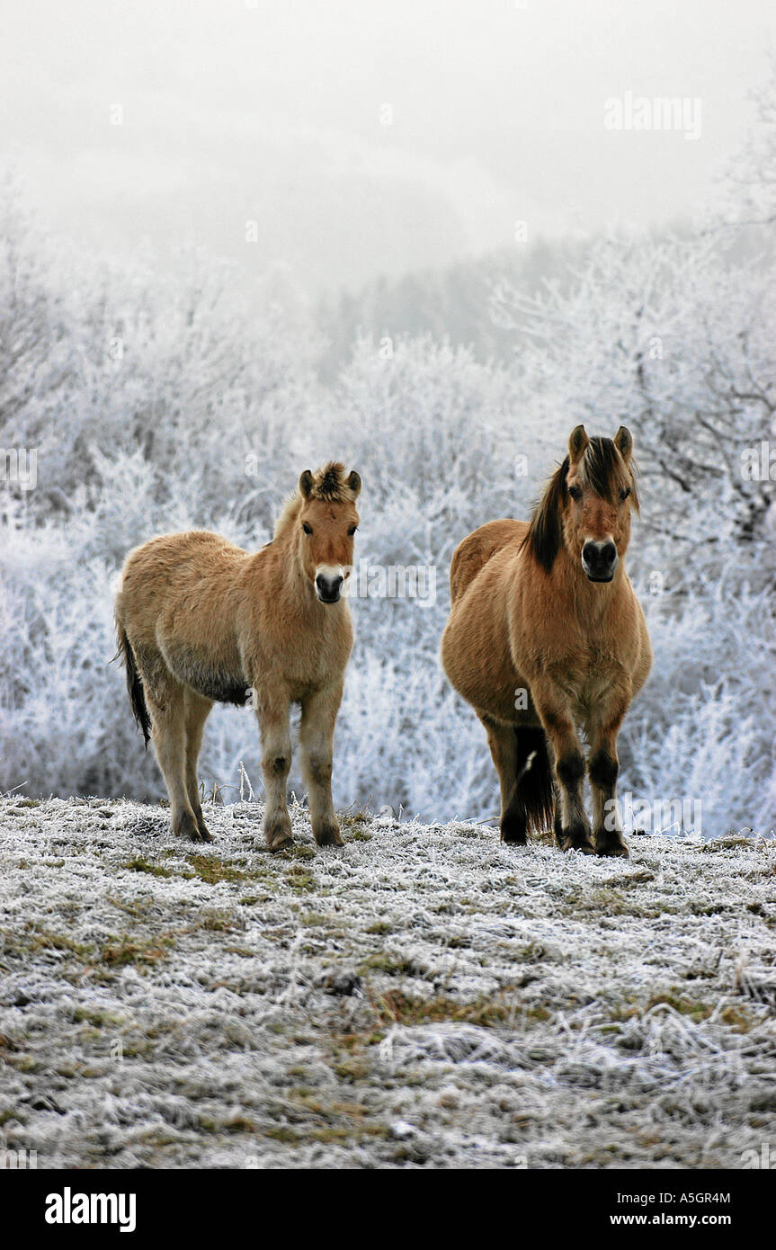 Norweger Fjordpferd Norwegian Fjord Horse Stock Photo - Alamy