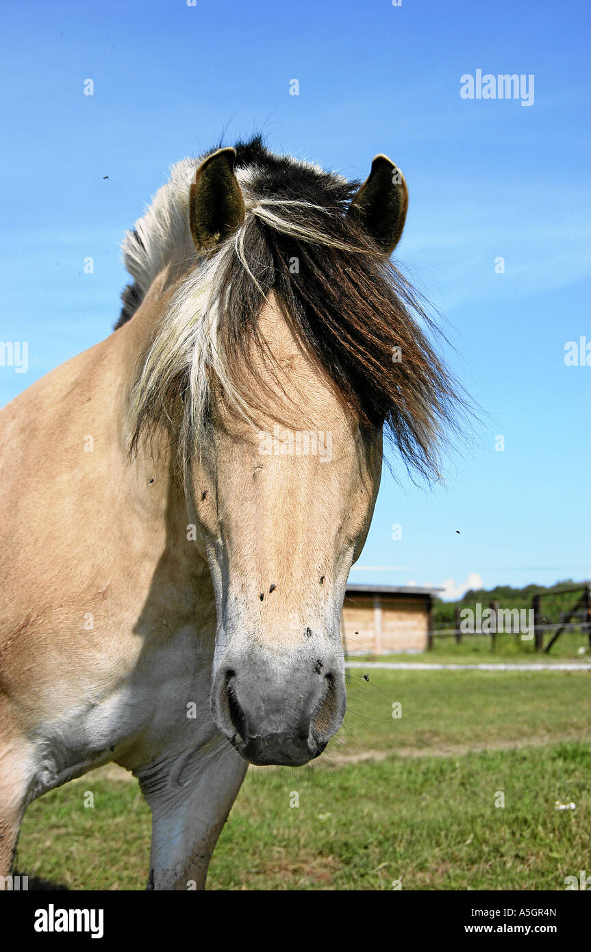Norweger Fjordpferd Norwegian Fjord Horse Stock Photo - Alamy