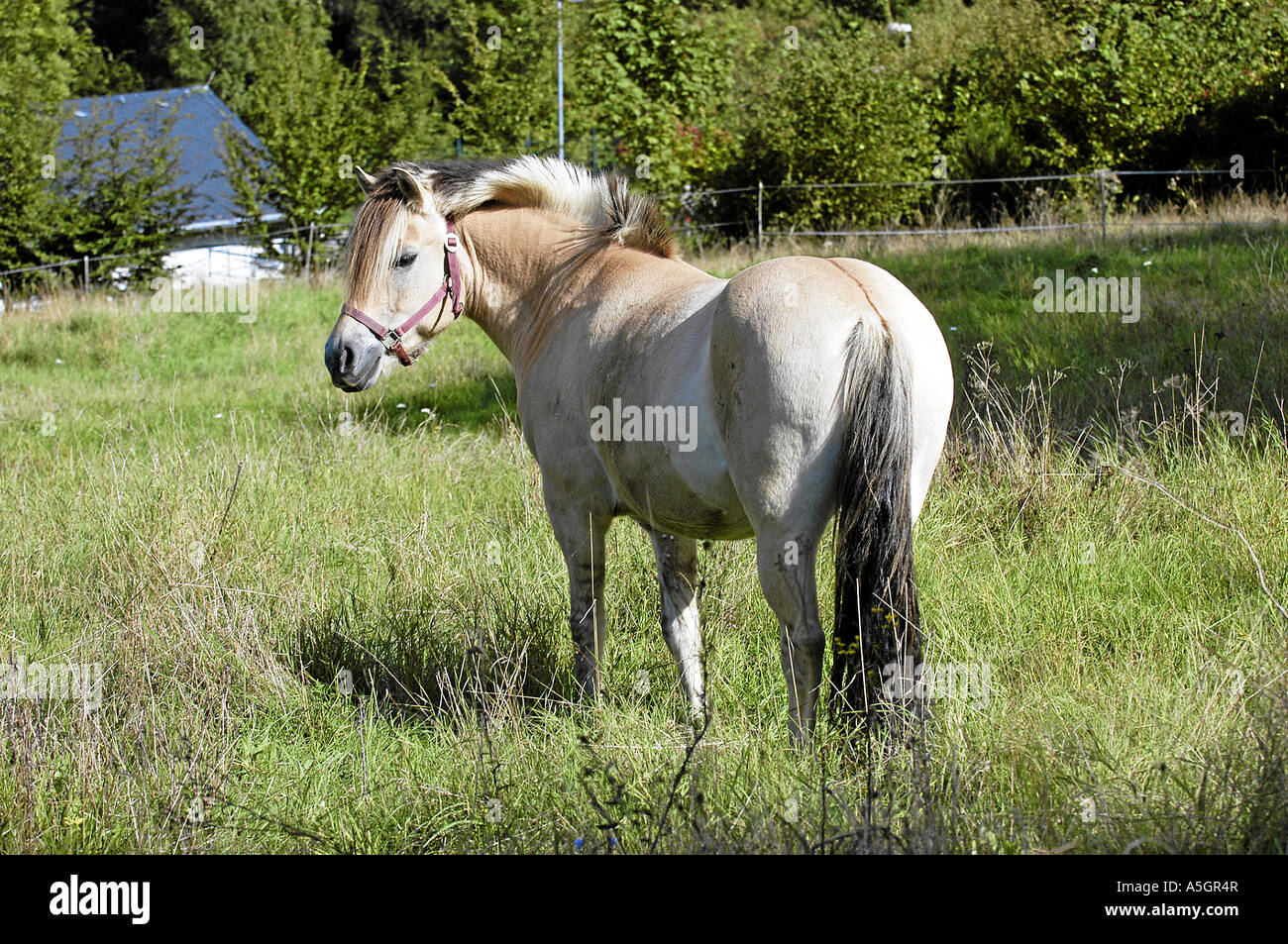 Norweger Fjordpferd Norwegian Fjord Horse Stock Photo - Alamy