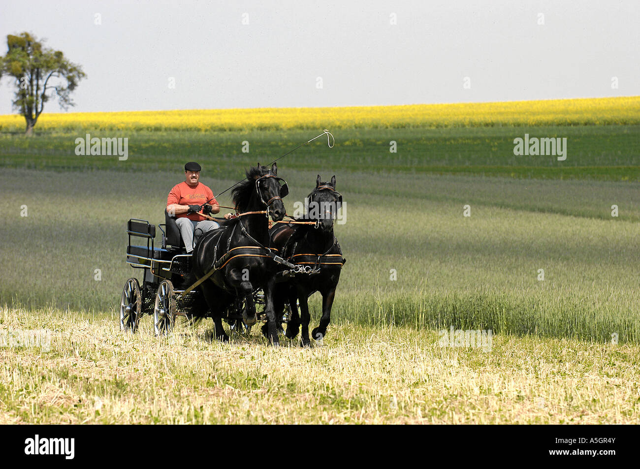 Friese paard hi-res stock photography and images - Alamy