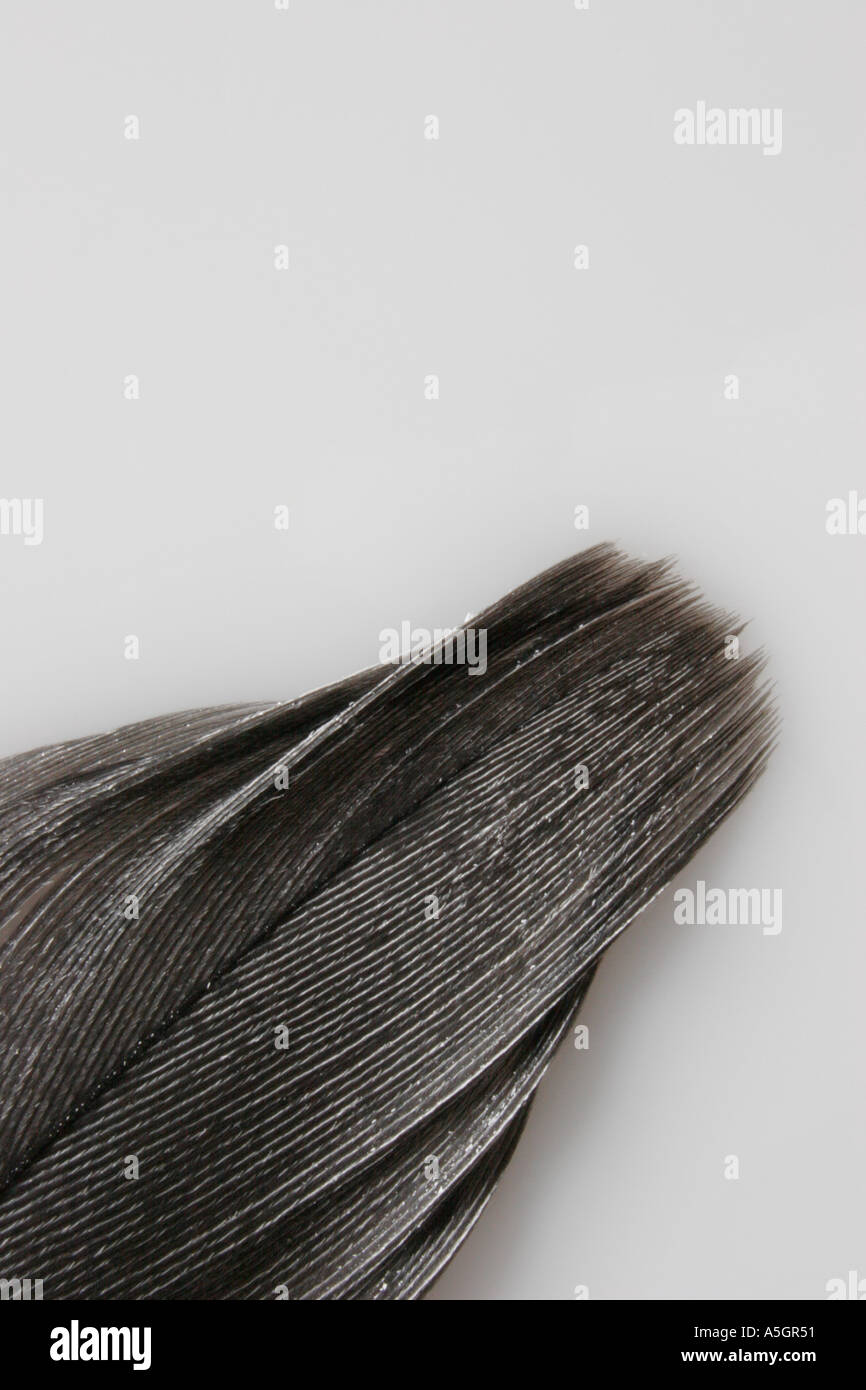 Feather object photograph hi-res stock photography and images - Alamy