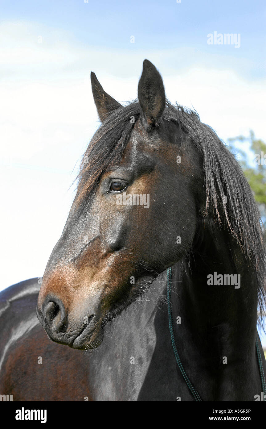 Friesian Horse Friesenpferd Stock Photo - Alamy