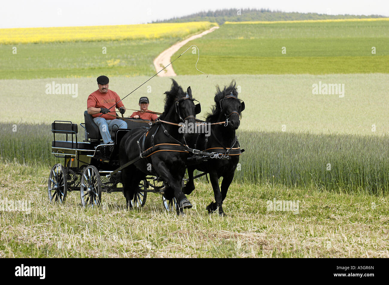 Friesian Horse Friesenpferd Stock Photo - Alamy
