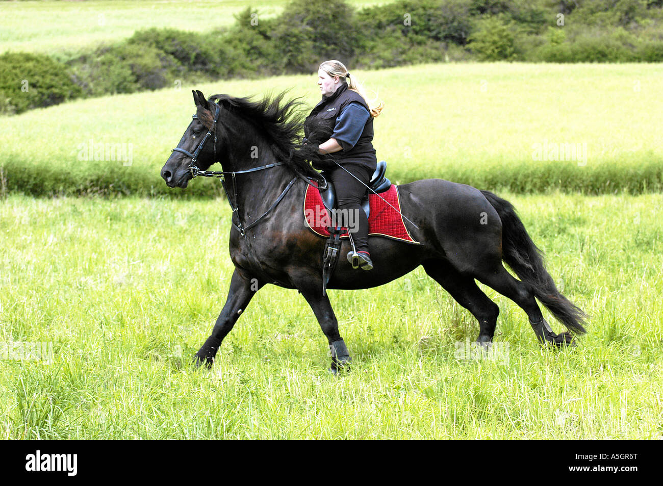 Friesian Horse Friesenpferd Stock Photo - Alamy