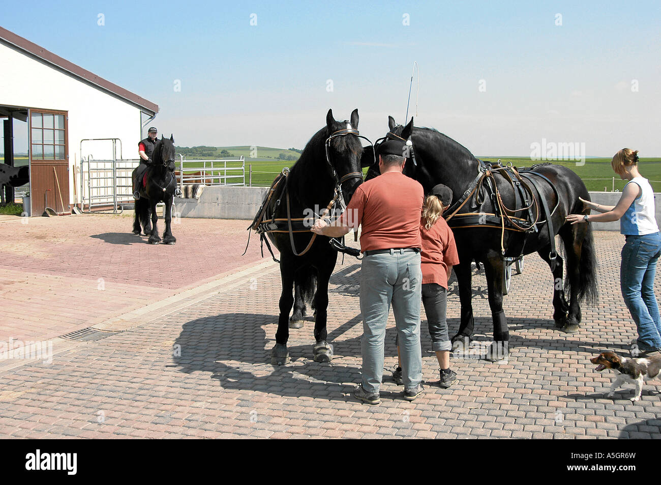 Friesian Horse Friesenpferd Stock Photo - Alamy