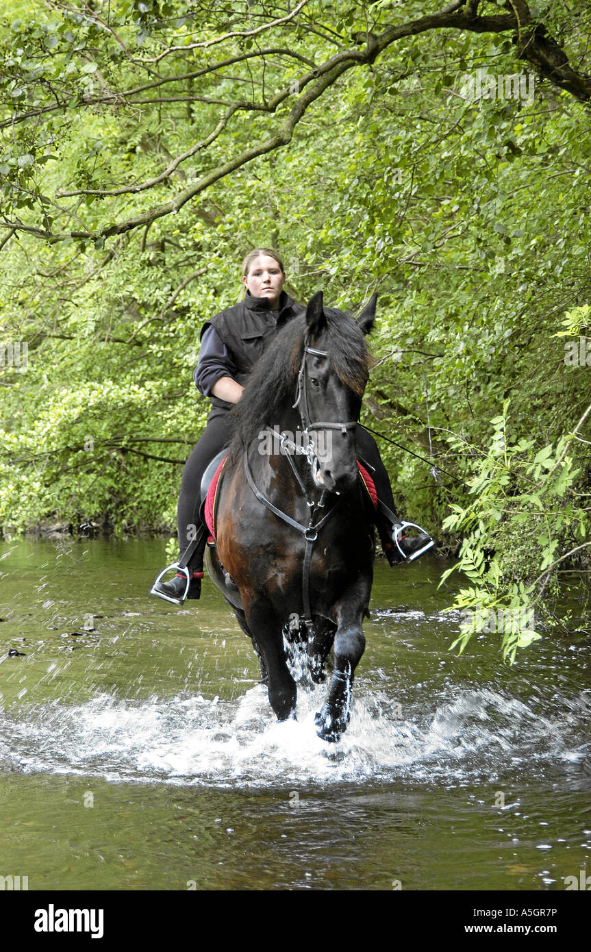 Friesian Horse Friesenpferd Stock Photo - Alamy