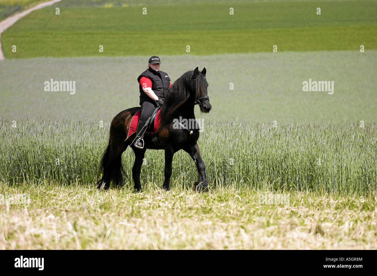 Friesian Horse Friesenpferd Stock Photo - Alamy