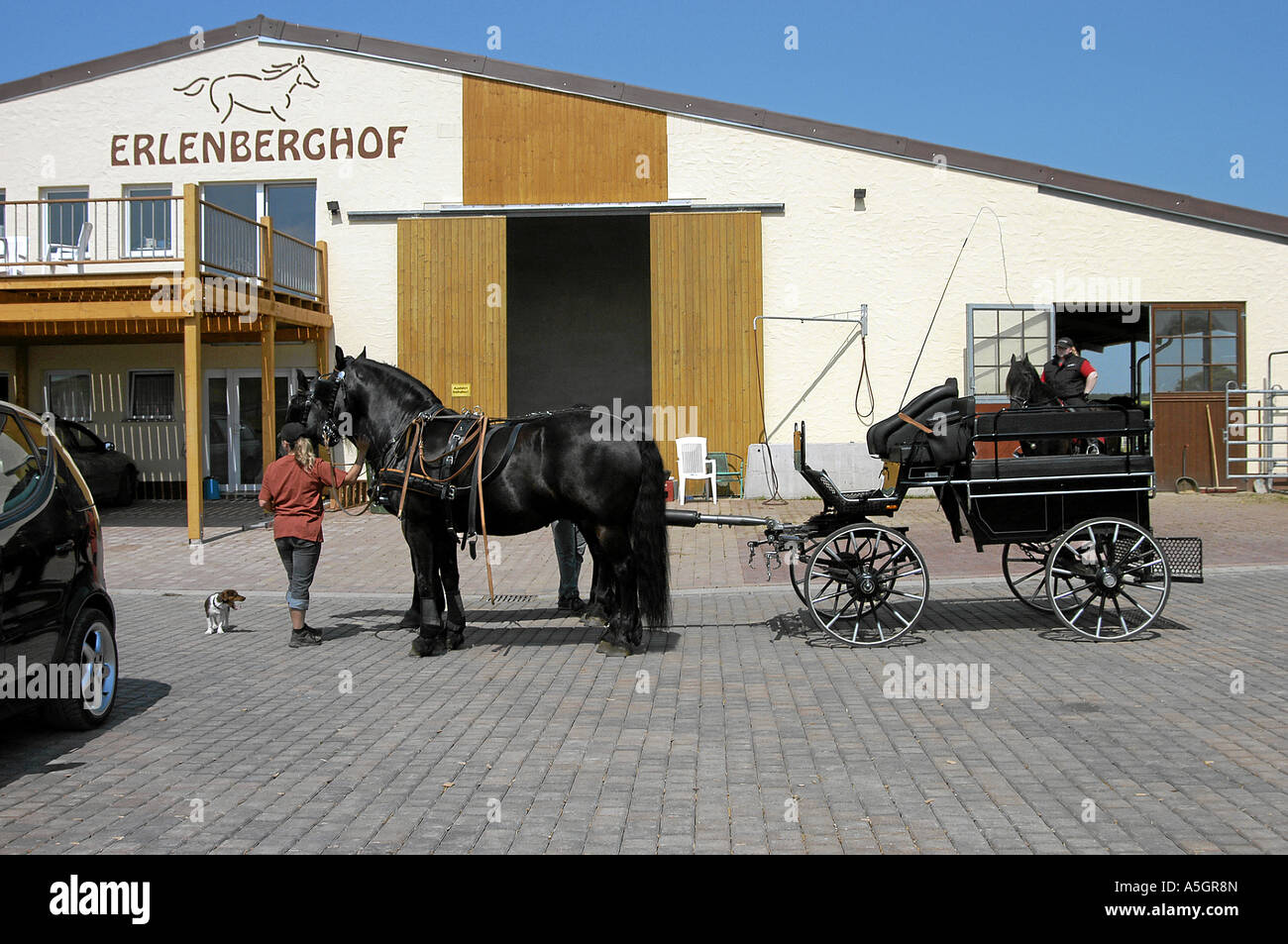 Friesian Horse Friesenpferd Stock Photo - Alamy