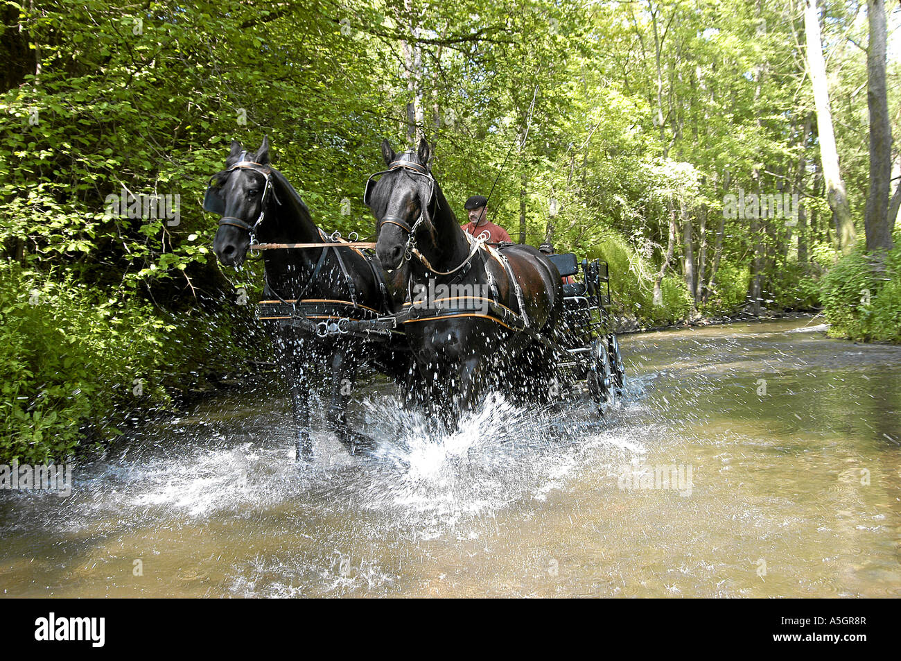 Friesian horse cross hi-res stock photography and images - Alamy