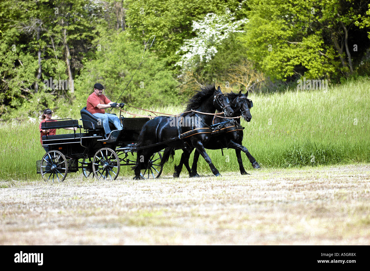 Friesian Horse Friesenpferd Stock Photo - Alamy