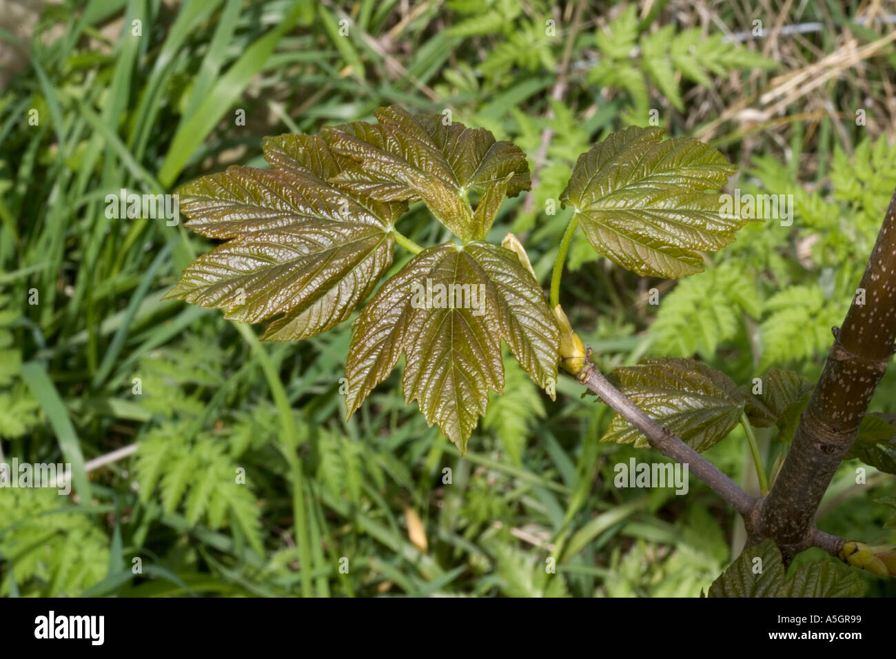 Close up of young sycamore leaves Acer pseudoplatanus UK Stock Photo ...