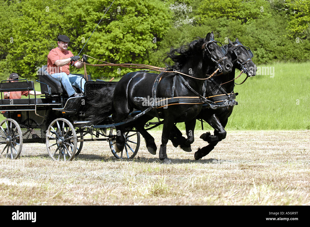 Friesian Horse Friesenpferd Stock Photo - Alamy