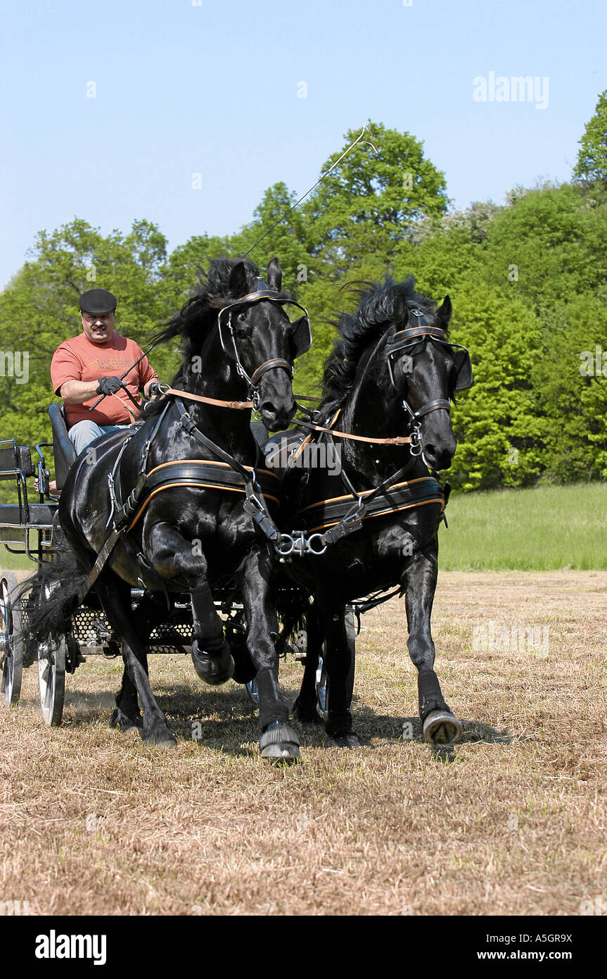 Friesian Horse Friesenpferd Stock Photo - Alamy