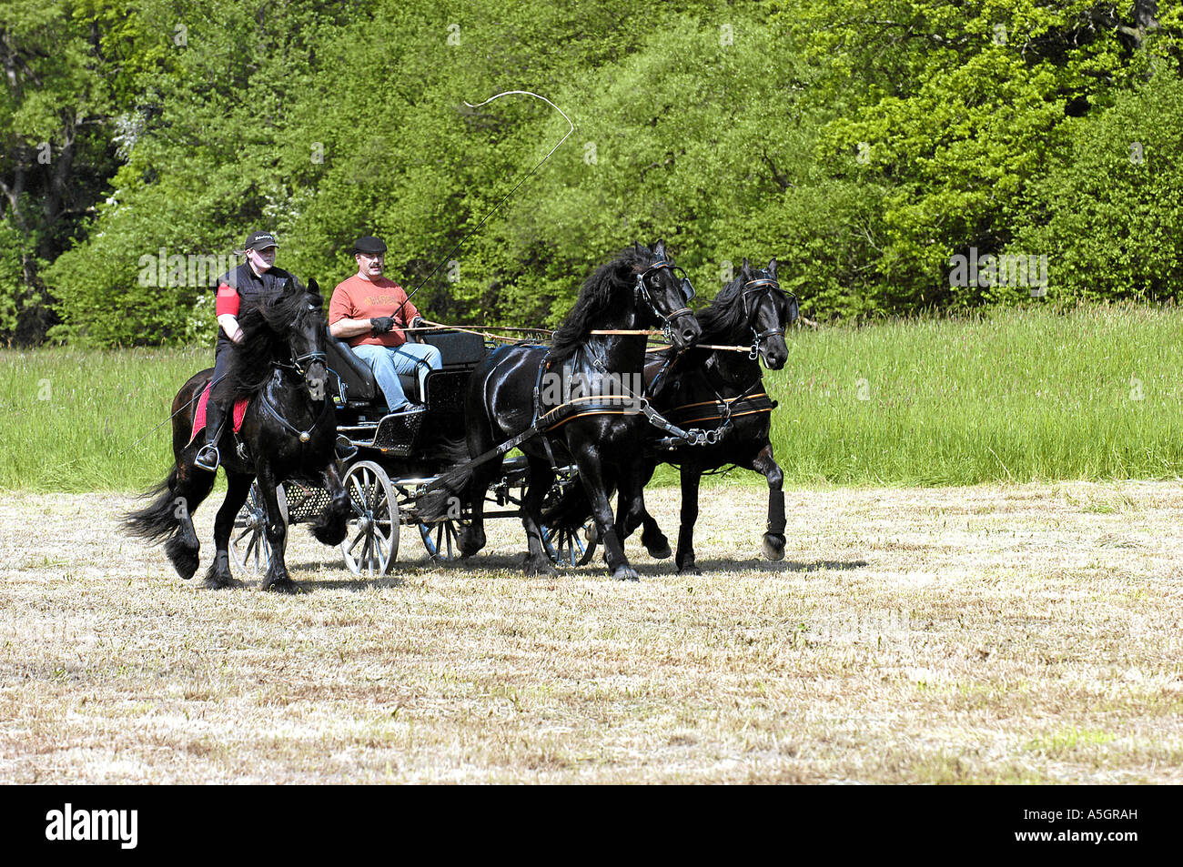 Friesian Horse Friesenpferd Stock Photo - Alamy