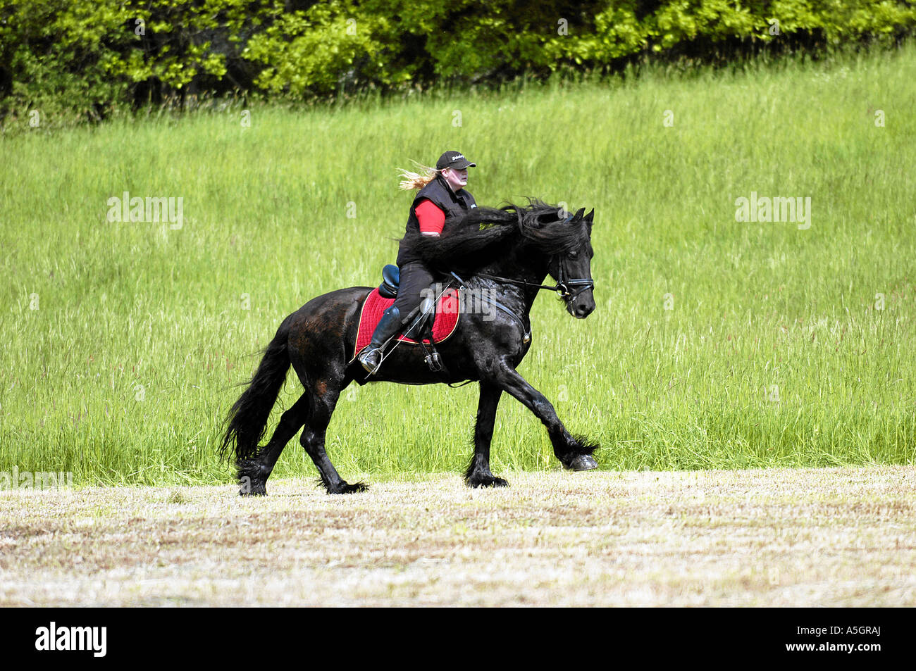 Woman riding friesian horse hi-res stock photography and images - Alamy