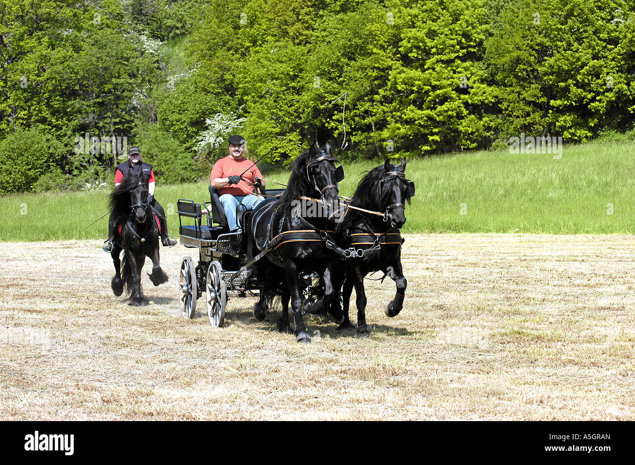 Friesian Horse Friesenpferd Stock Photo - Alamy